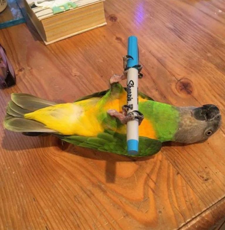 24 Funny Pictures That Will Make You Laugh - Shake that bacon